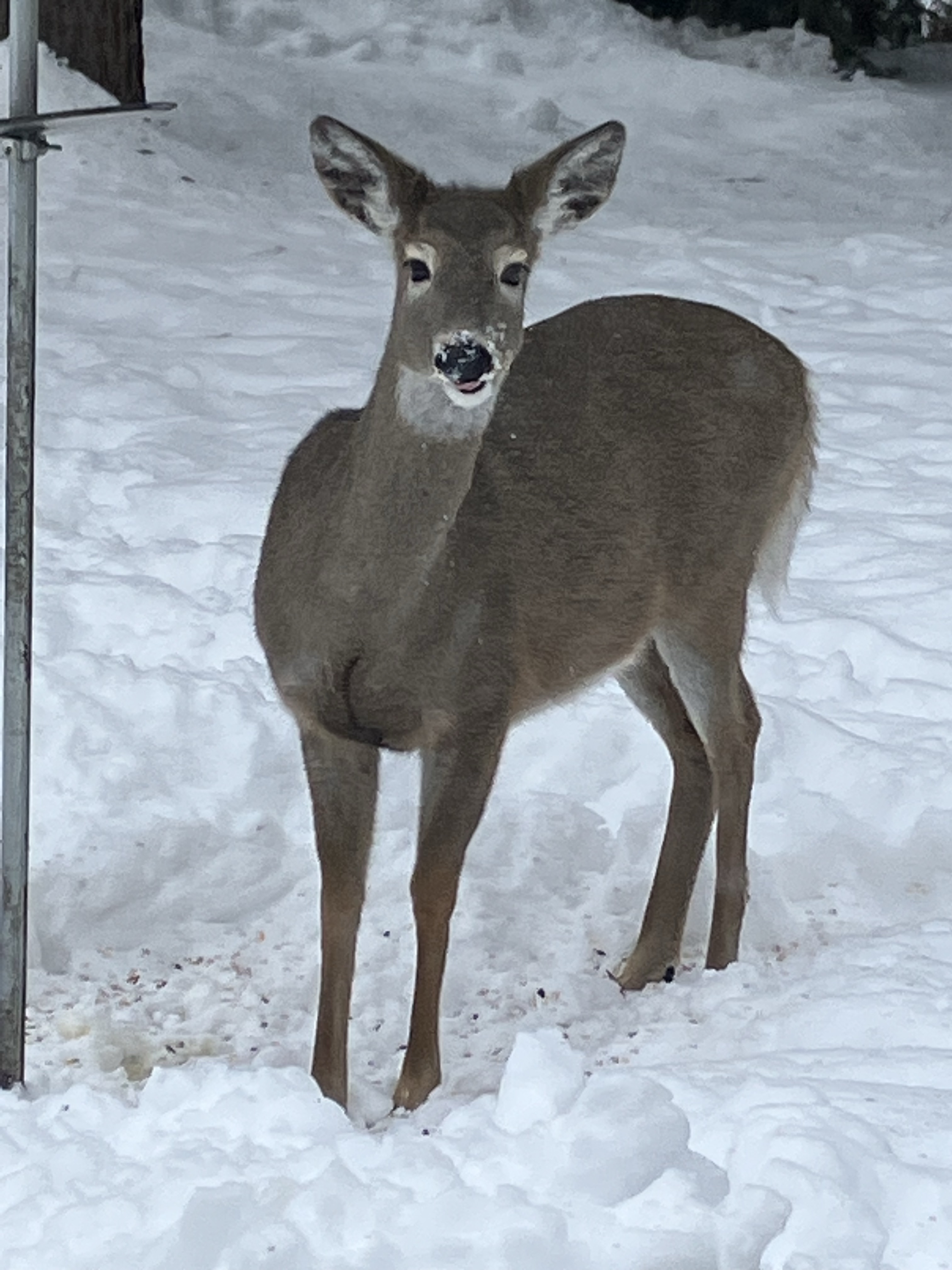 Worm Moon Musings | Pam Webb